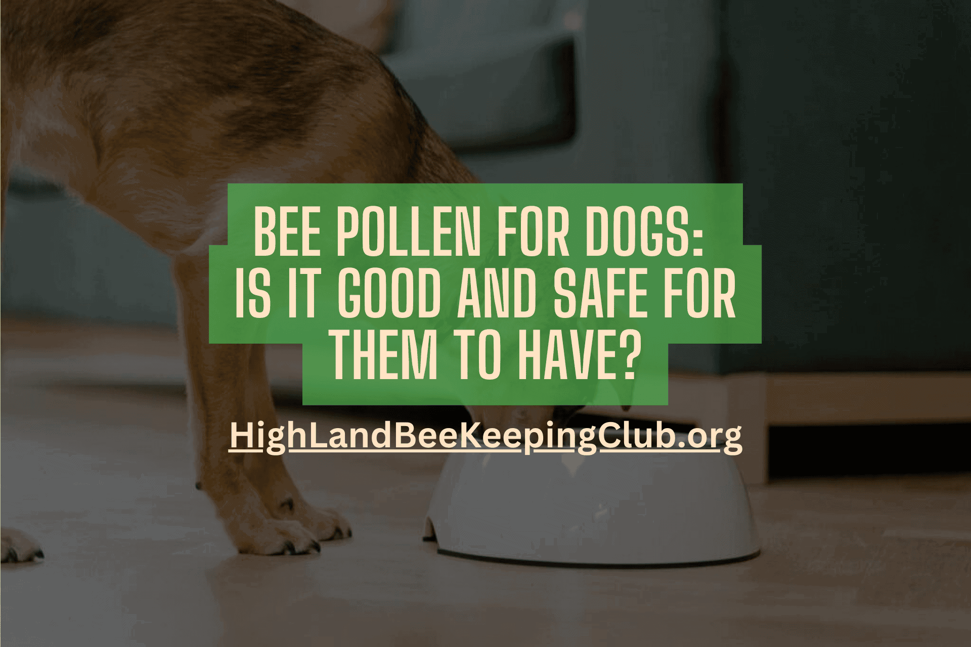 Bee Pollen For Dogs: Is It Good And Safe For Them To Have?