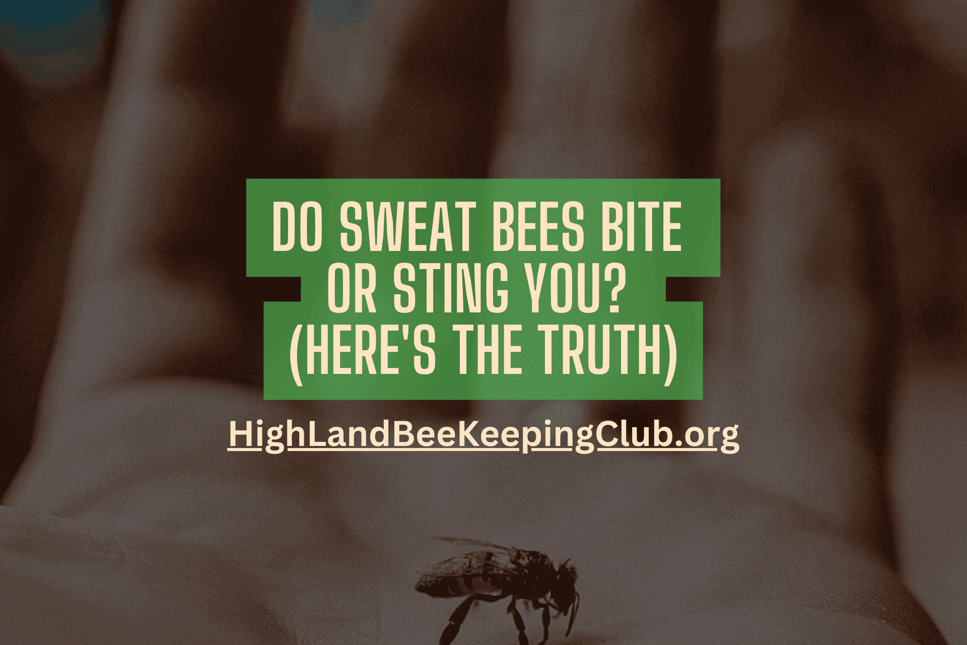 Do Sweat Bees Bite Or Sting You: Here's The Truth